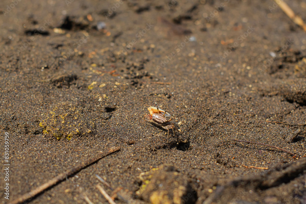 Uca vocans, Fiddler Crab walking in mangrove forest at Pangandaran ...
