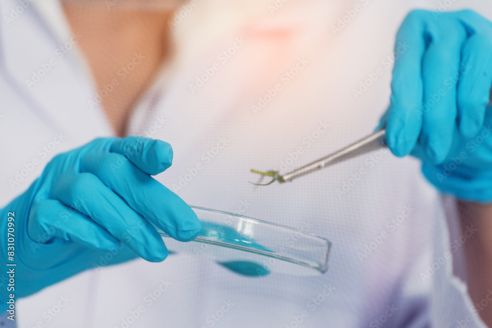 Biochemistry asian Scientist women working plants tissue culture ...