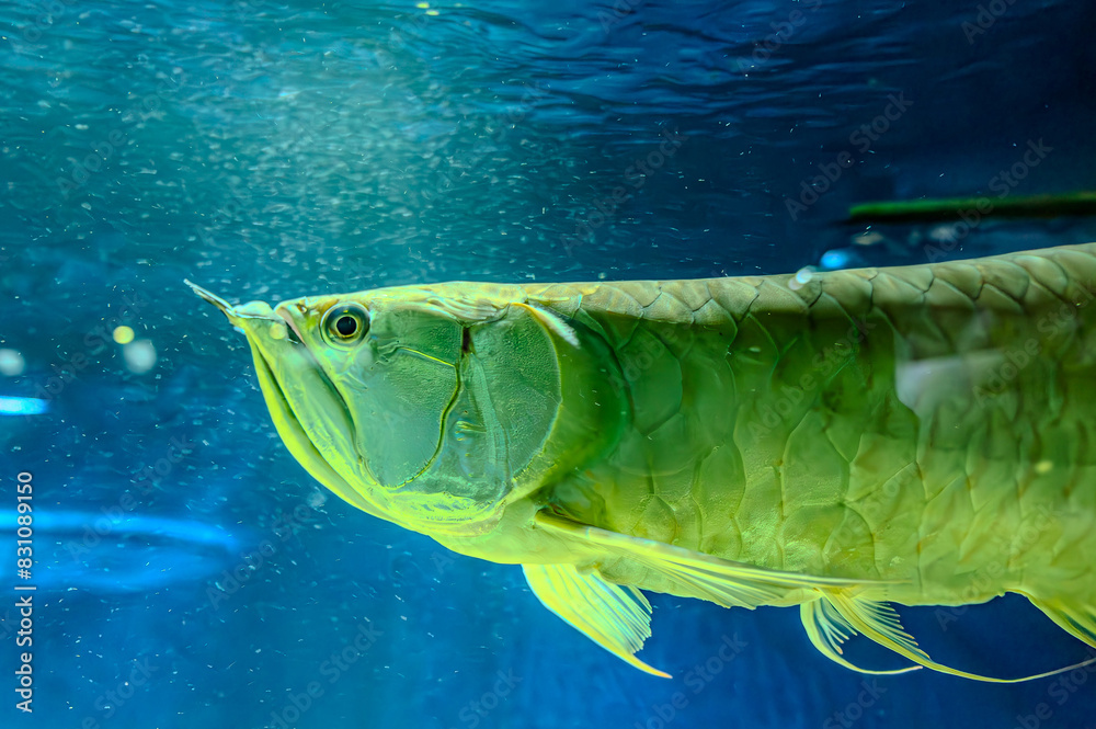 Silver arowana in black background Osteoglossum bicirrhosum. South ...