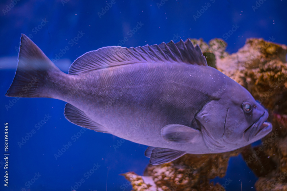 Giant grouper fish swimming in dark Epinephelus flavocaeruleus, blue ...