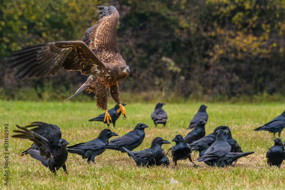 White Tailed Eagle (Haliaeetus albicilla) in flight. Also known as the ...
