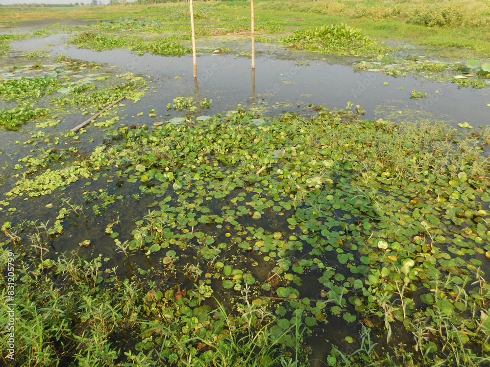Pistia stratiotes in the river. Indonesian call it Kiambang, kapu-kapu ...