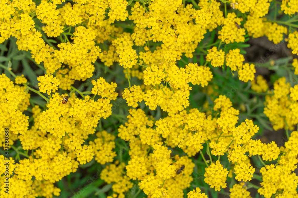 Blossom bush yellow flowers alyssum mountain in garden. Golden alpine ...