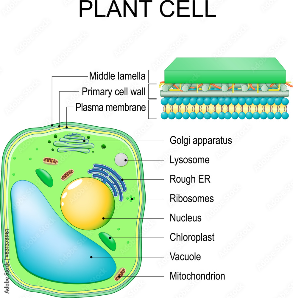 Plant cell. Structure and Anatomy. Stock Vector | Adobe Stock