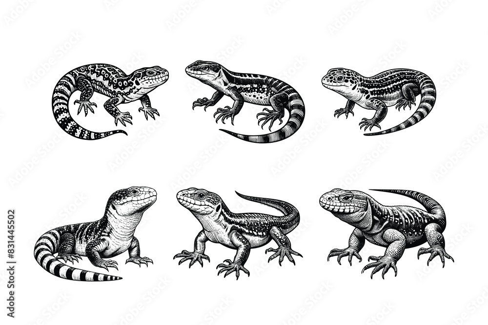 set of lizards illustration. hand drawn black and white lizard line art ...