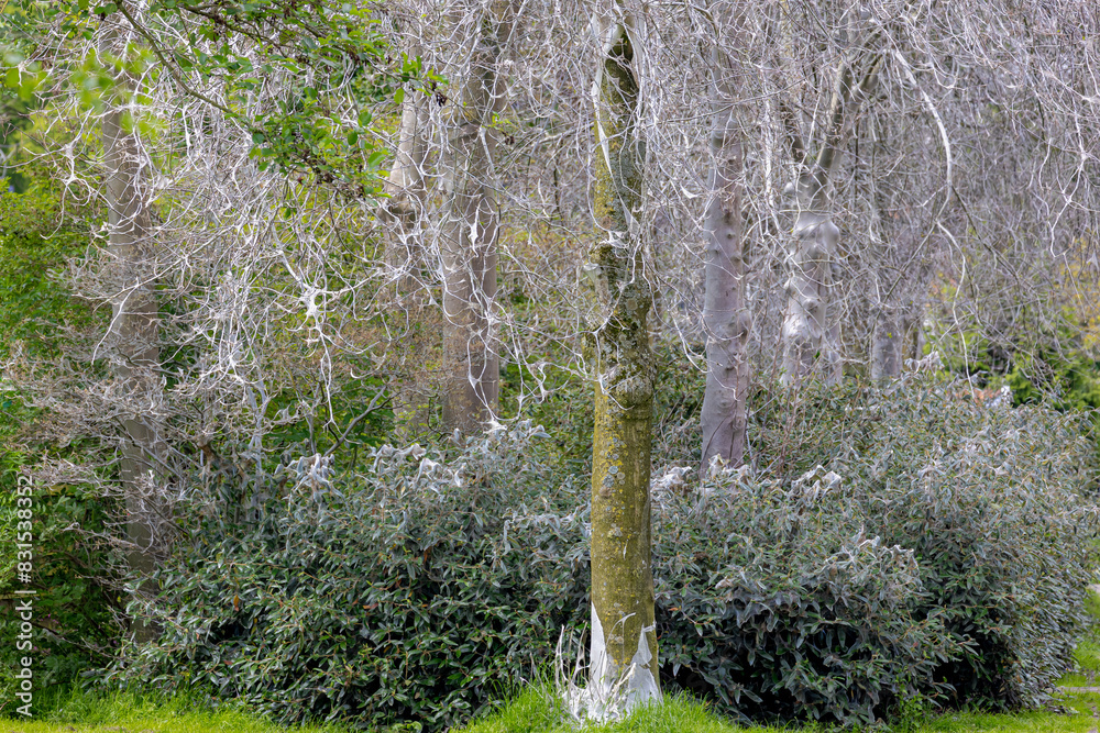 The Caterpillars covered the tree trunk and turn it into entire white ...