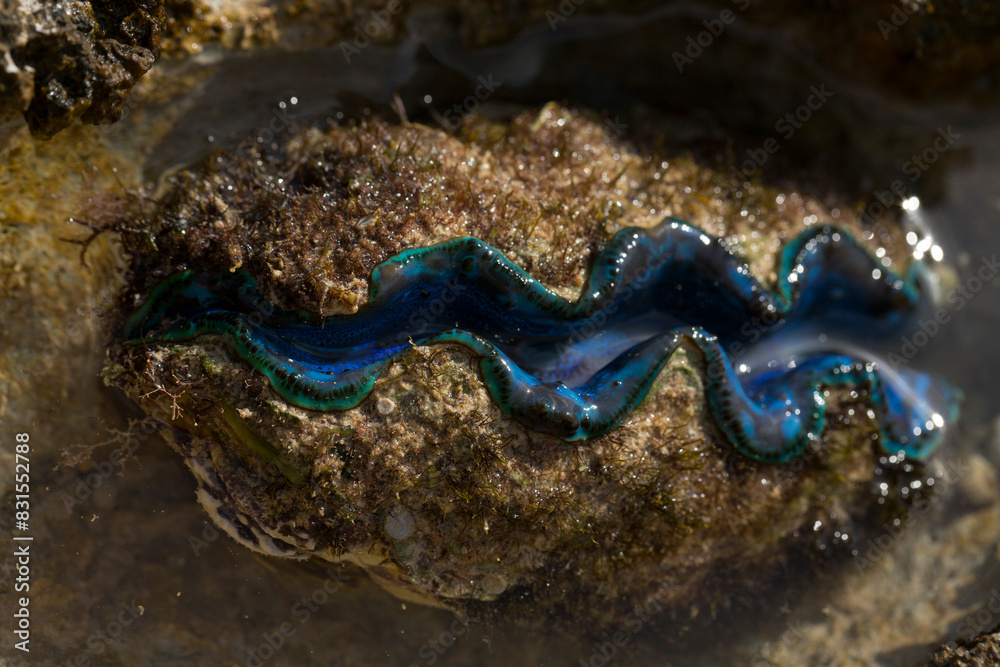 The maxima clam (Tridacna maxima), also known as the small giant clam ...