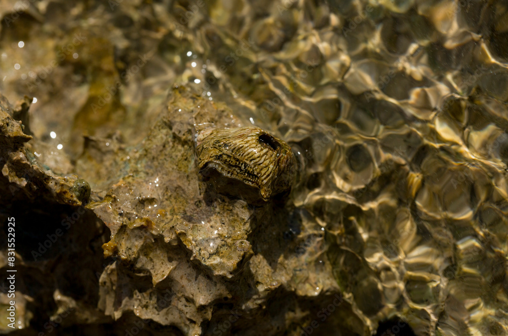 Tetraclita squamosa - Thatched barnacle. Balanus (Balanomorpha) is a ...