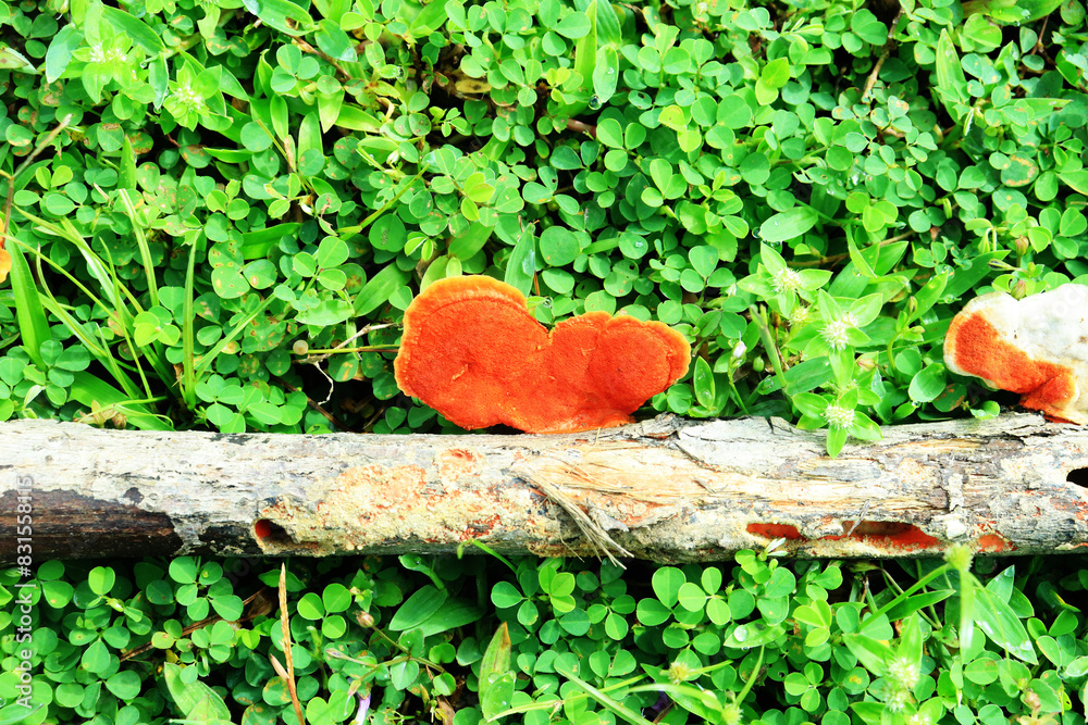 Cluster of Orange mushroom or Pycnoporus coccineus. On dead log. In the ...