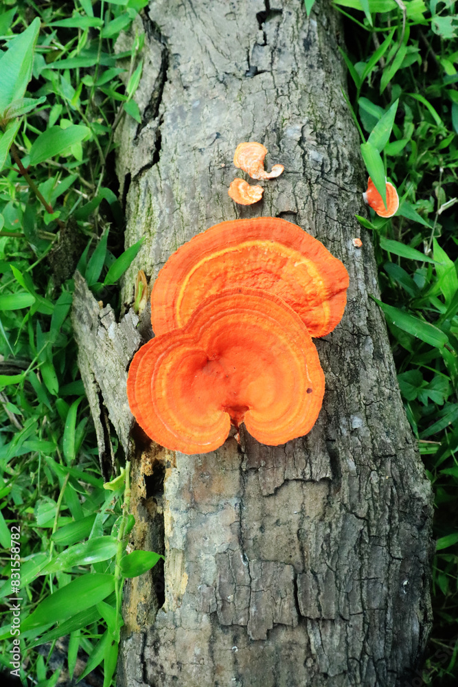 Cluster of Orange mushroom or Pycnoporus coccineus. On dead log. In the ...