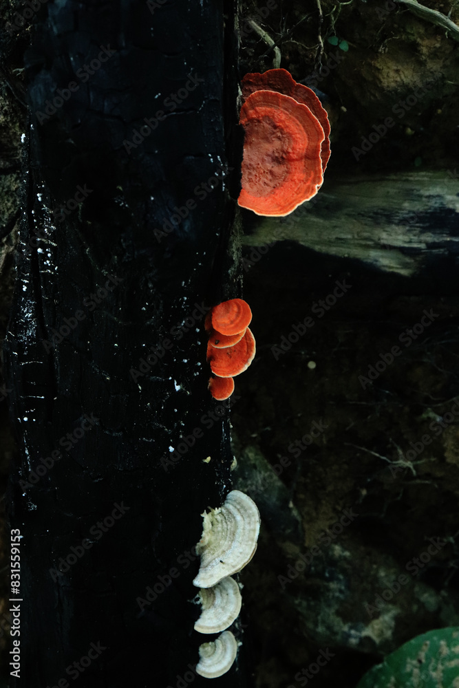 Cluster of Orange mushroom or Pycnoporus coccineus. On dead log. In the ...