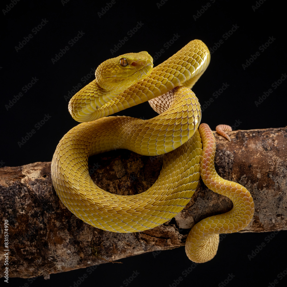 Yellow White Lipped Pit Viper (Trimeresurus insularis) or Indonesian ...
