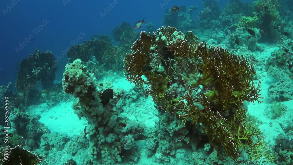 A coral reef is shown in a blue and green color. The reef is full of ...