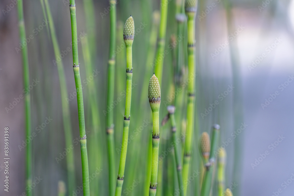 Equisetum hyemale, rough horsetail, scouring rush, scouringrush ...