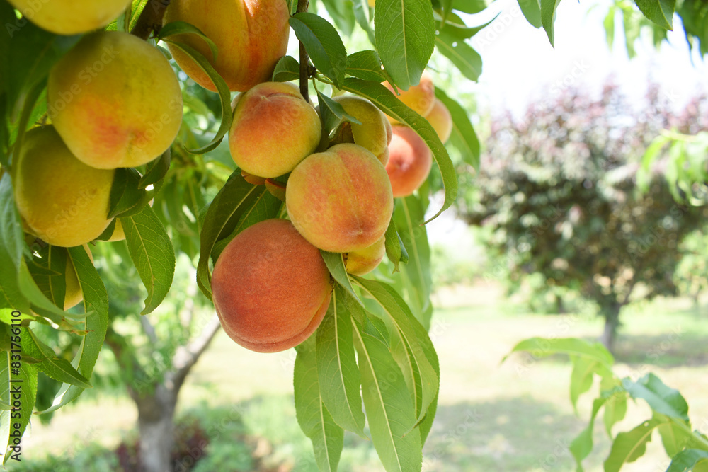Fresh young unripe Peach fruits on a tree branch with leaves closeup, A ...