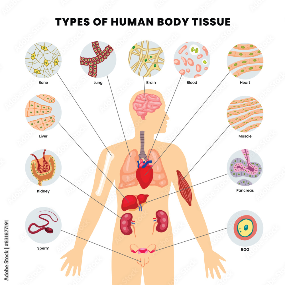 Types Of Human Body Tissues Vector Illustration Labeled Inner Human