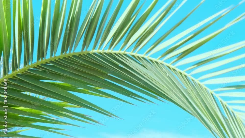 green date palm leaf Phoenix dactylifera, minimalist tropical ...