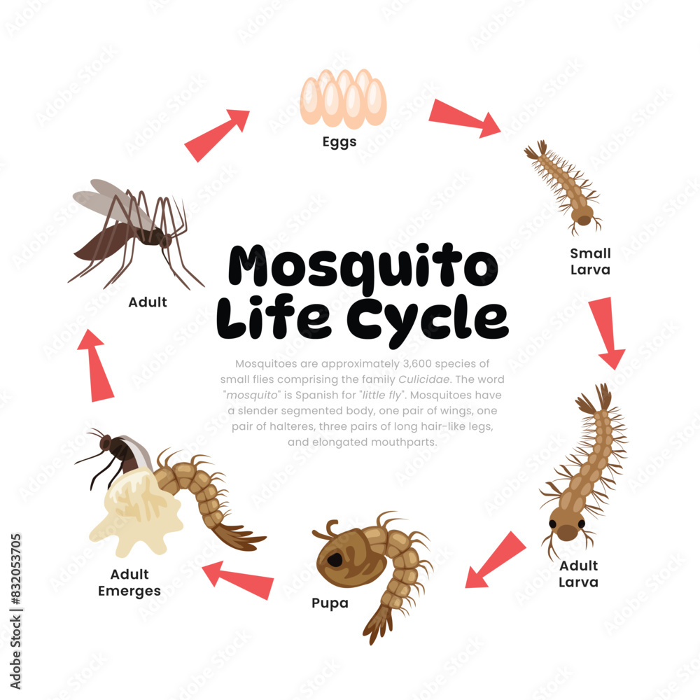 Mosquito Life Cycle Diagram for Science Education development process ...