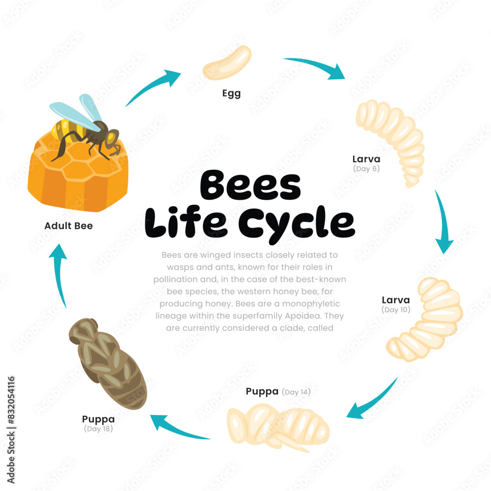 Honey Bee Life Cycle Diagram for Science Education development process ...