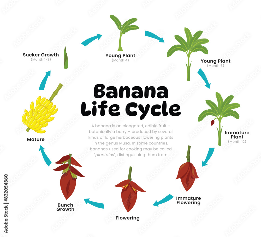 Banana Life Cycle Diagram for Science Education development process ...