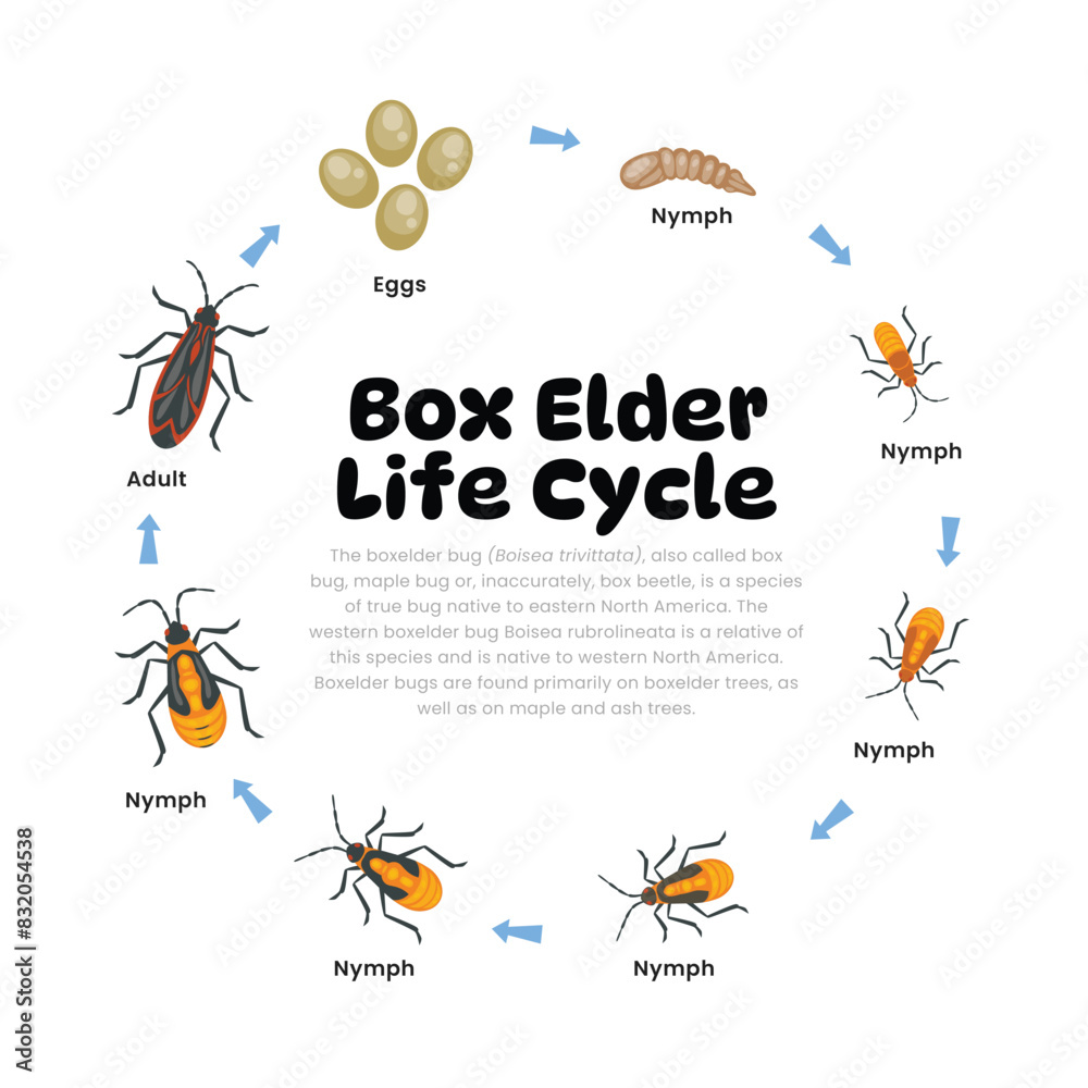 Box Elder Life Cycle Diagram for Science Education development process ...