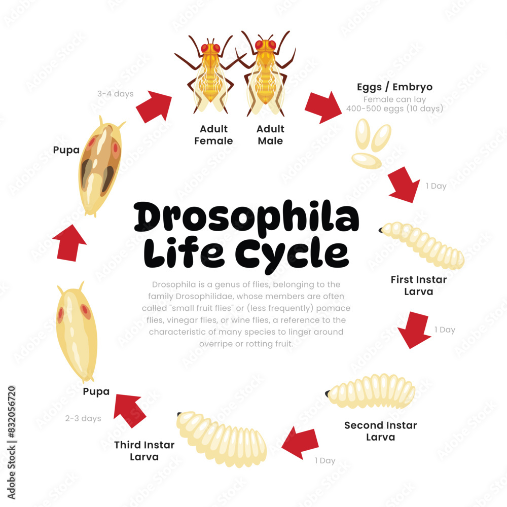 Drosophila or Fruit Flies Life Cycle Diagram for Science Education ...