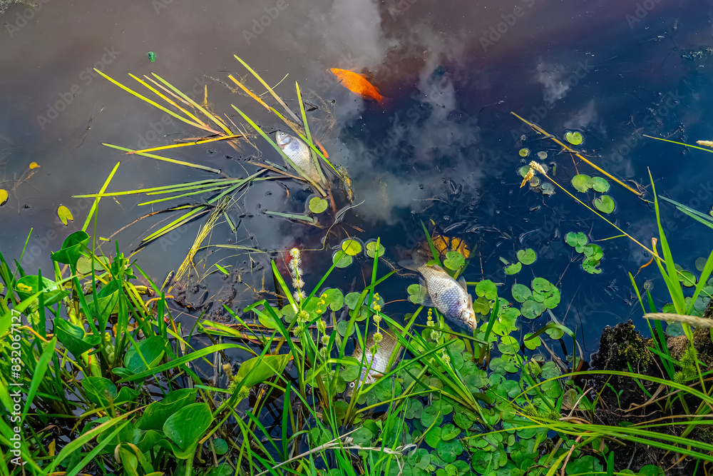 Summer stagnation of overheated water and poor aeration (oxygen debt ...