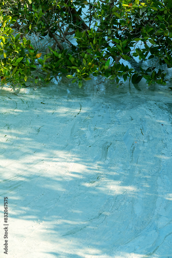 Mangroves in the Persian Gulf. United Arab Emirates. Winter algae ...