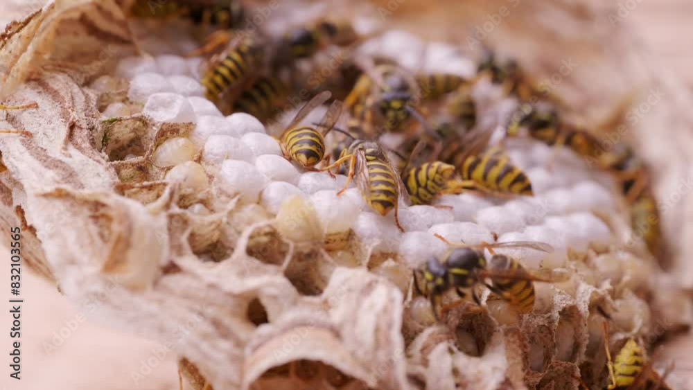 wasp honeycombs, Natural bees nest, insect habitat with larvae, wasp ...