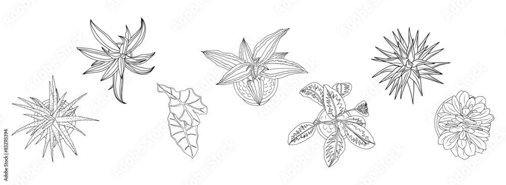 Set of different house plants top view line drawing for landscape ...