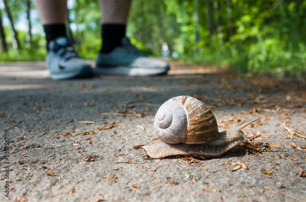 Snail crawling slowly along a path in a park, Close-up photo of a ...