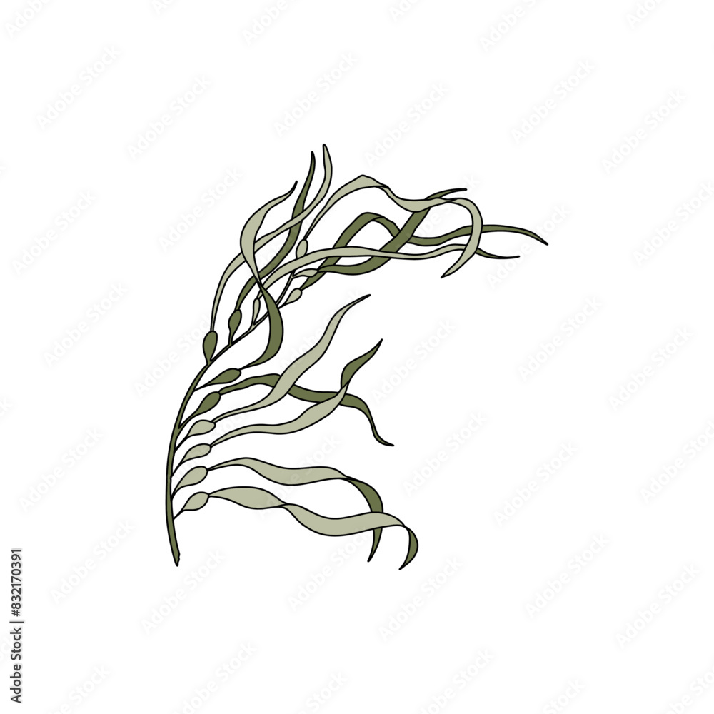 Hand drawn Giant kelp (Macrocystis pyrifera) algae graphic illustration ...