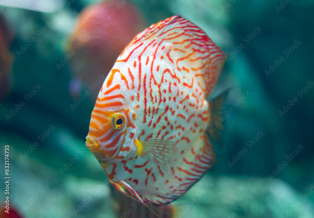 Discus (Symphysodon) fish swimming underwater in an aquarium Stock ...