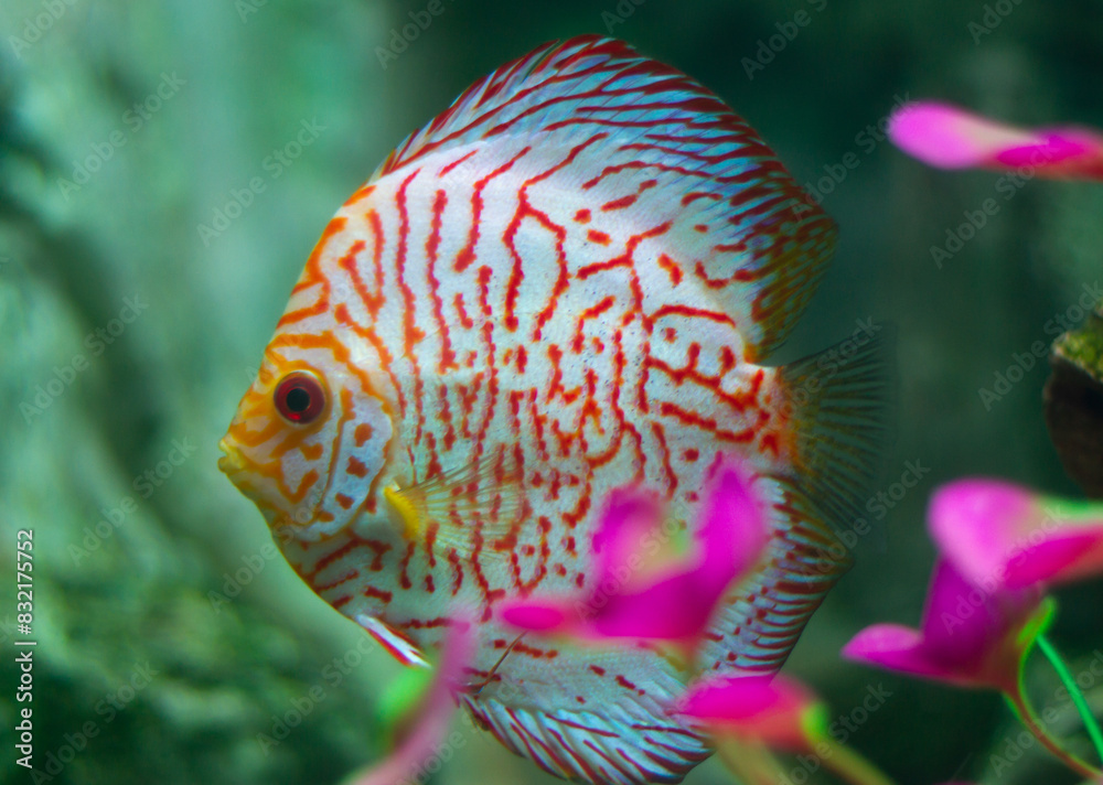 Discus (Symphysodon) fish swimming underwater in an aquarium Stock ...