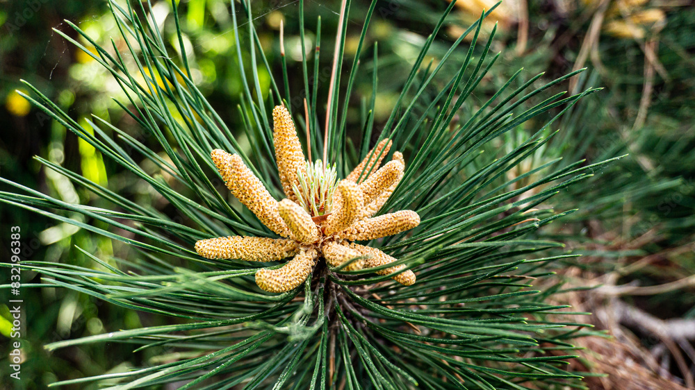 Pinus nigra in a forest in northern Spain Stock Photo | Adobe Stock