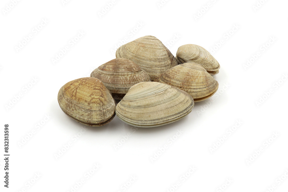 Closed up fresh baby clams, venus shell, shellfish, carpet clams, short ...