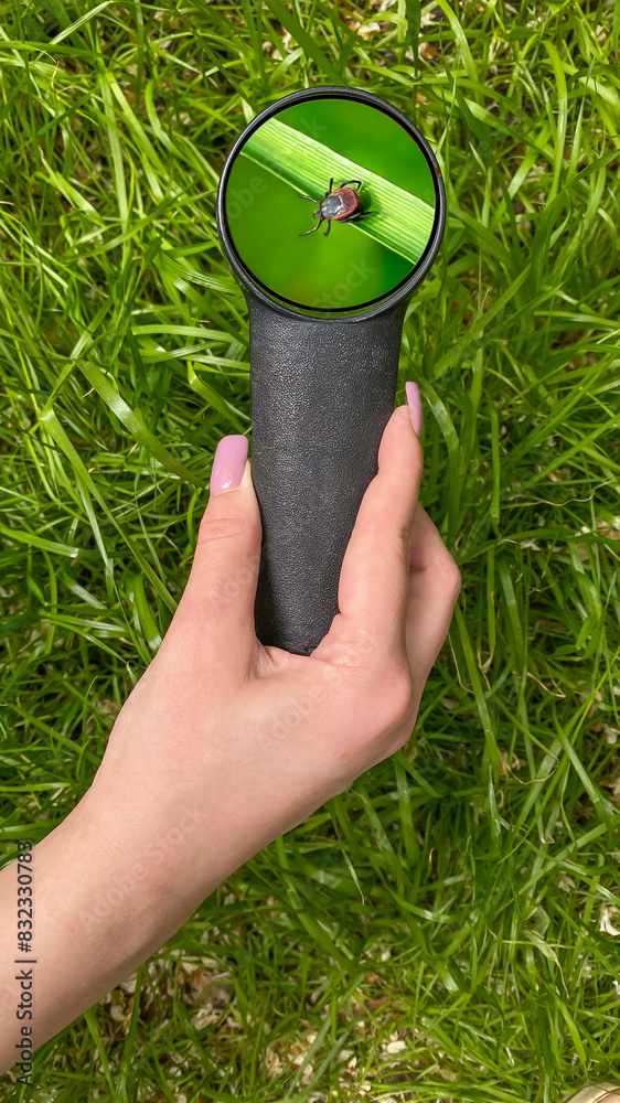 Danger of bloodsucking ticks to humans and animals. Hand with ...