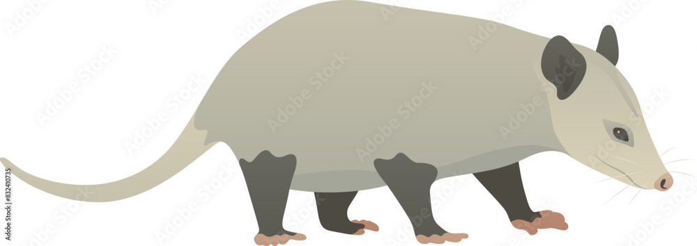 Color vector illustration of cute opossum standing, walking, side view ...
