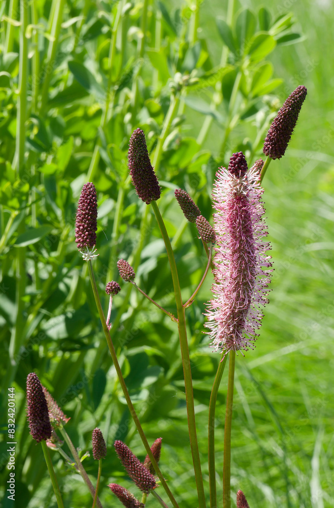 Alaskan burnet or Menzies' burnet (Sanguisorba Menziesii) Large rigid ...