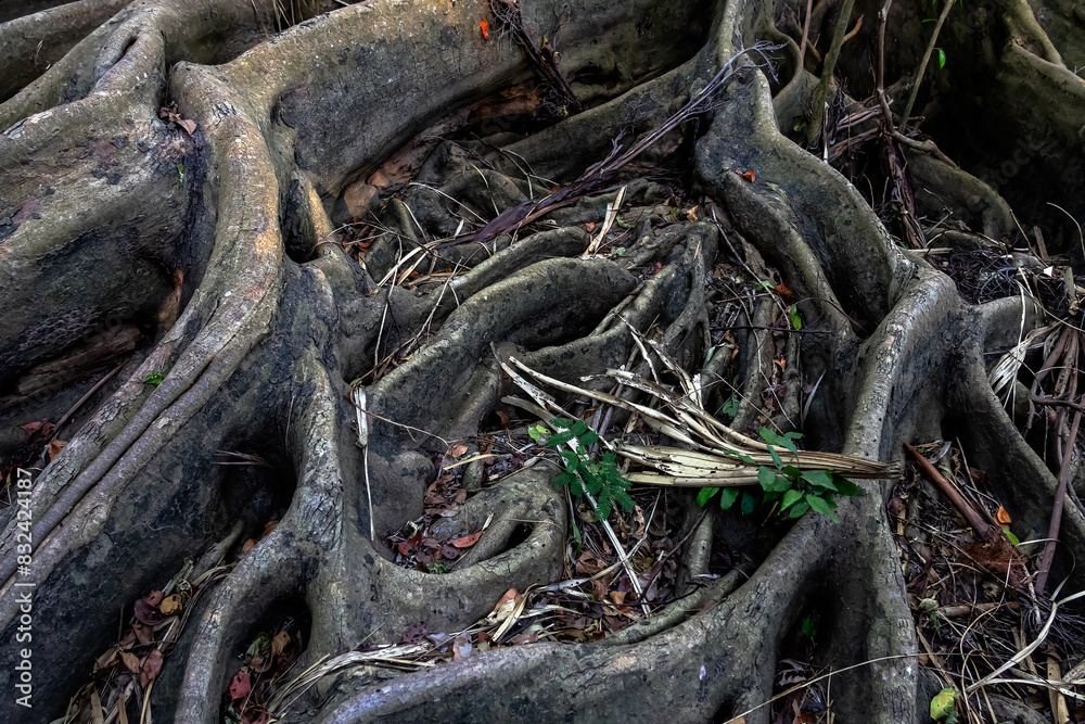 Earth full of big roots of a natural plant. Amazing centenarian tree ...