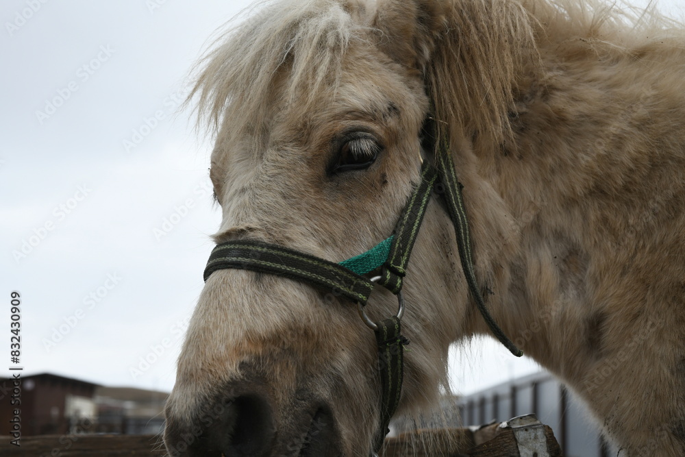 Photo of a little pony on an animal farm, a horse in the zoo. Stock ...