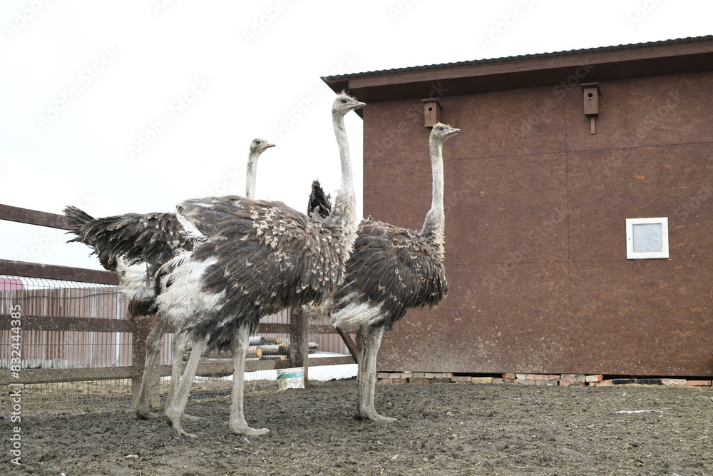 Ostrich farm. Ostriches closeup portrait in zoo, animal farm Stock ...