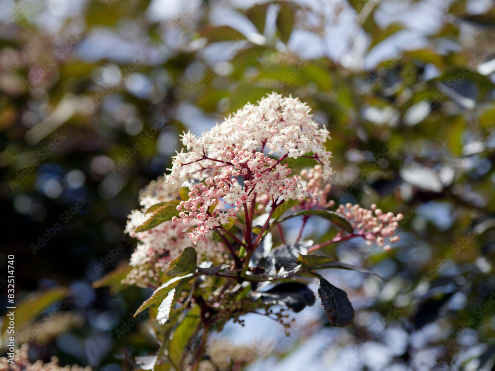 Sambucus nigra Black Beauty (Gerda) A Black Elder with inflorescence of ...