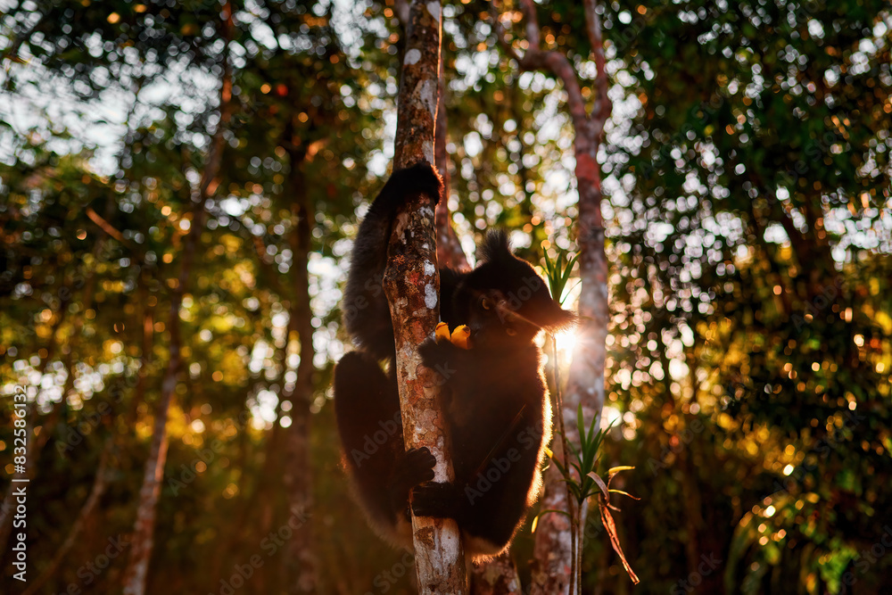 Wildlife Madagascar, indri monkey portrait, Madagascar endemic. Lemur ...