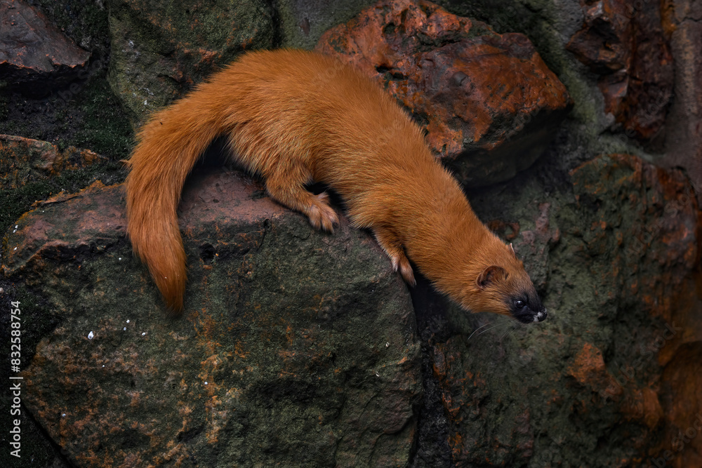 Siberian weasel, Mustela sibirica, mink animal in the stone wall. Urban ...