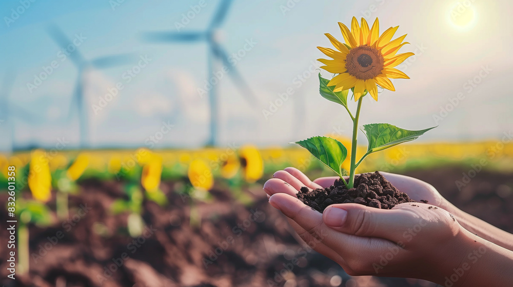 Sustainable Growth. ecosystem. A young sunflower sprouts from soil held ...