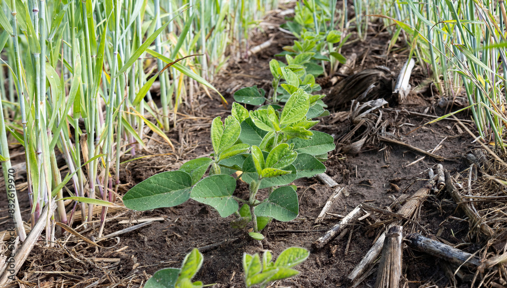 Ground level view of a row of young soybeans growing between rows of a ...