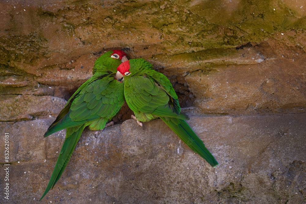Cordilleran parakeet, Psittacara frontatus, green red parrot couple ...