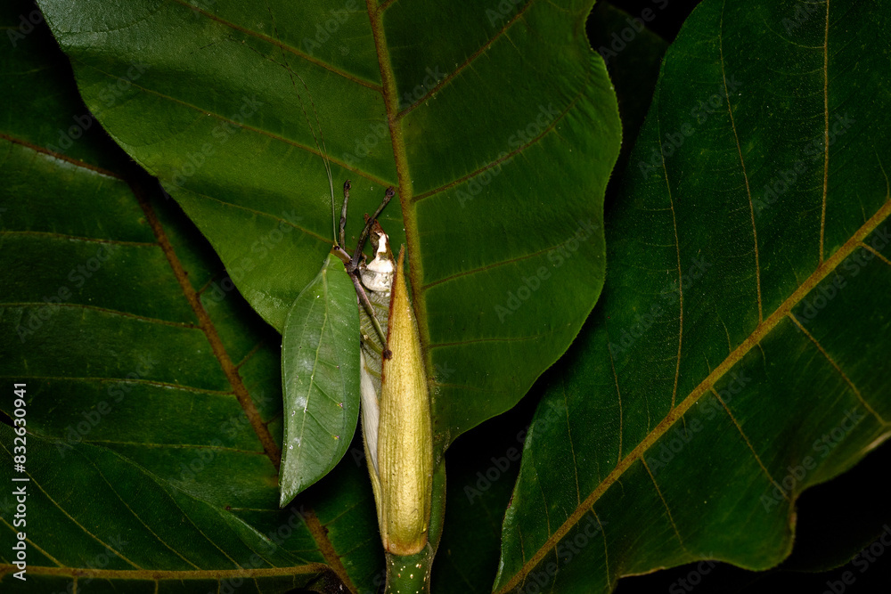 Onomarchus uninotatus, pseudophylline bush cricket from Tettigoniidae ...