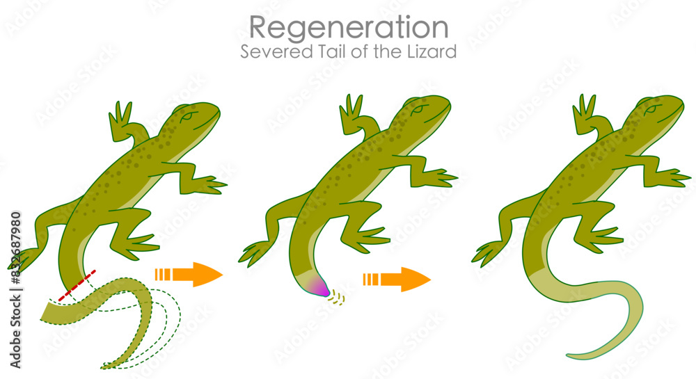 Regeneration, lizard tail cut, severed for defense mechanism. After ...
